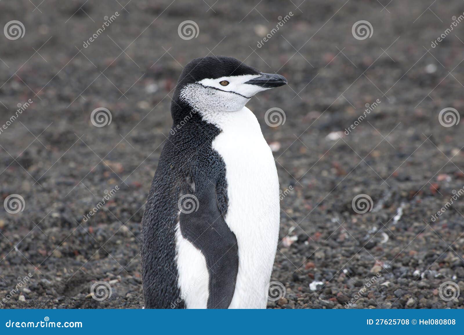 Penguin - Chinstrap - Pygoscelis Antarctica on Deception Island ...