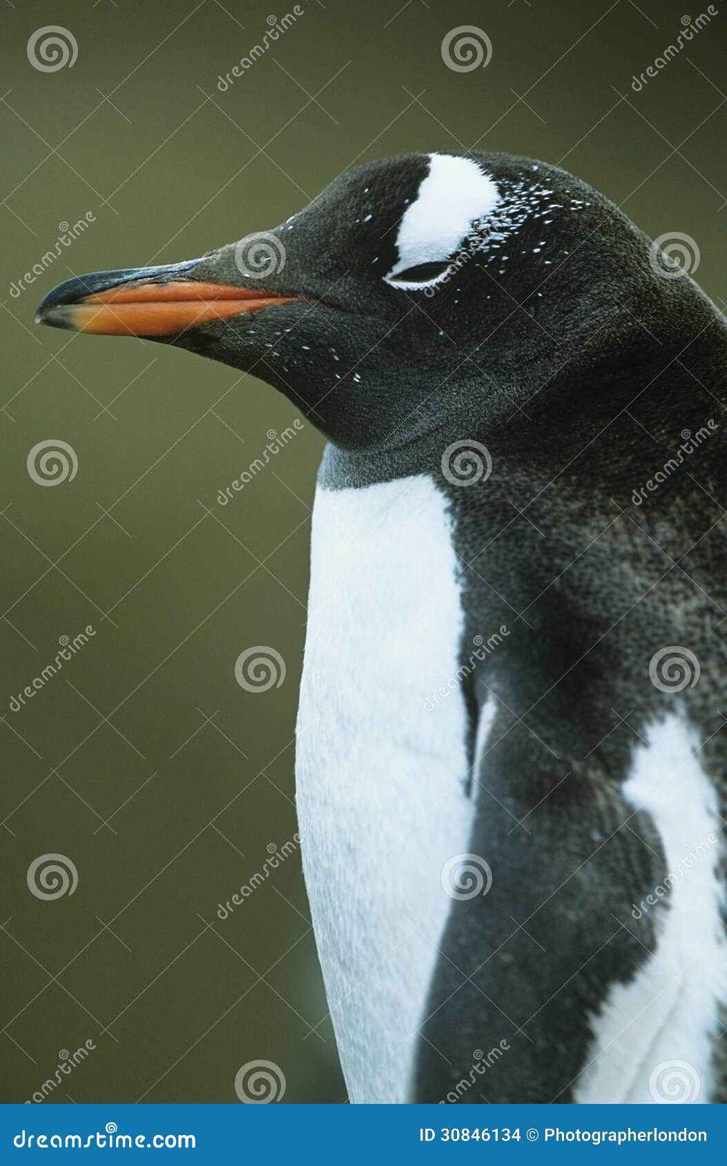 Penguin close-up stock photo. Image of nature, animal - 30846134