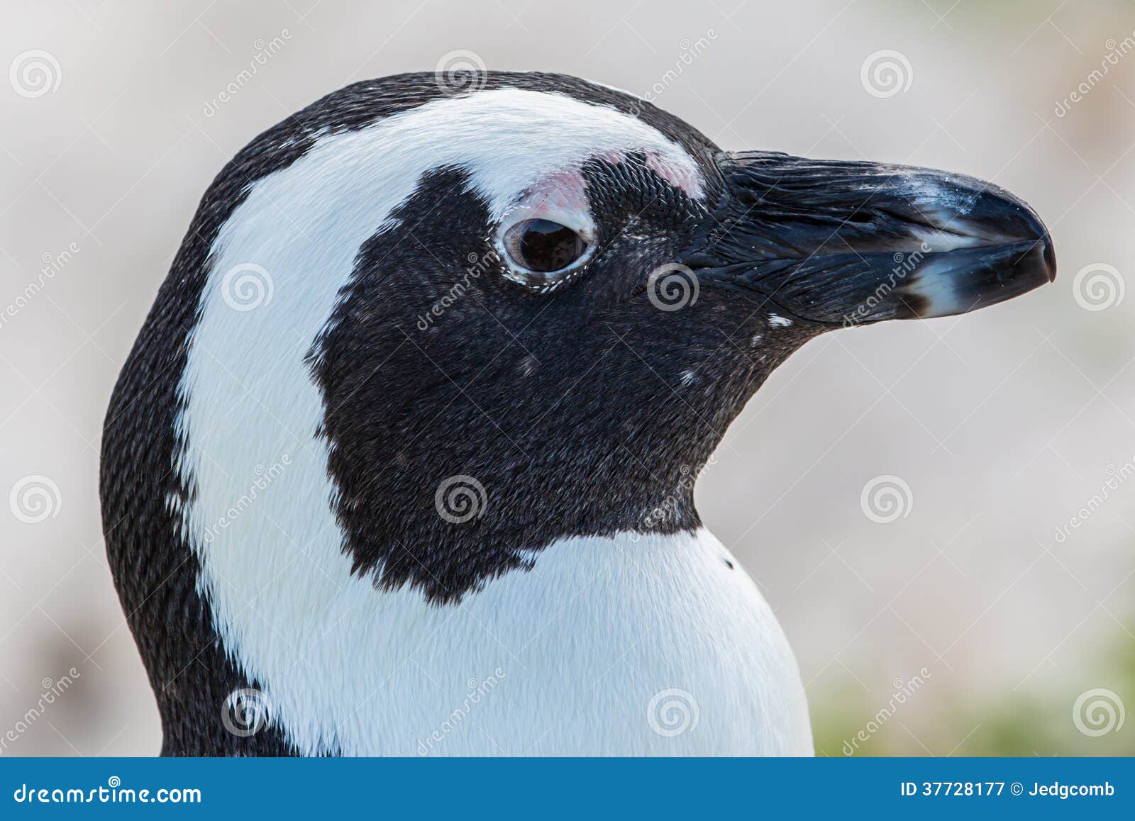 Penguin Close-Up stock image. Image of birds, southern - 37728177