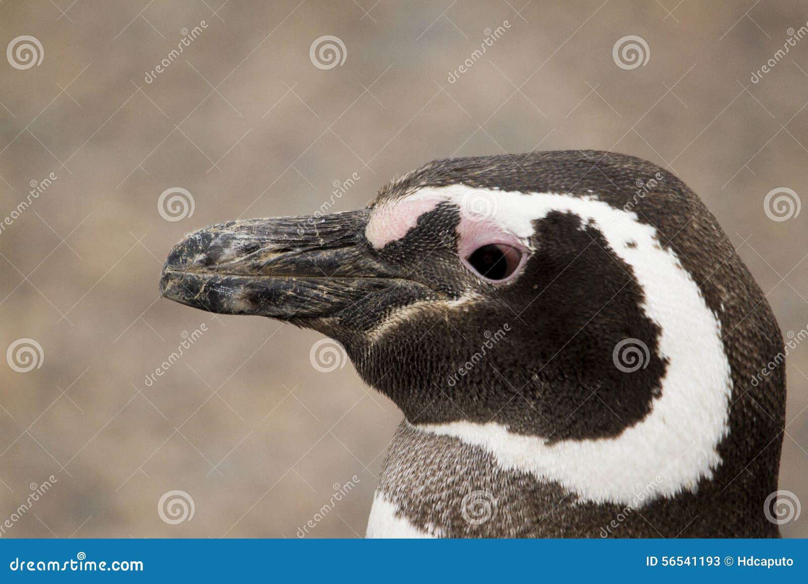 Penguin close-up stock image. Image of argentina, cute - 56541193