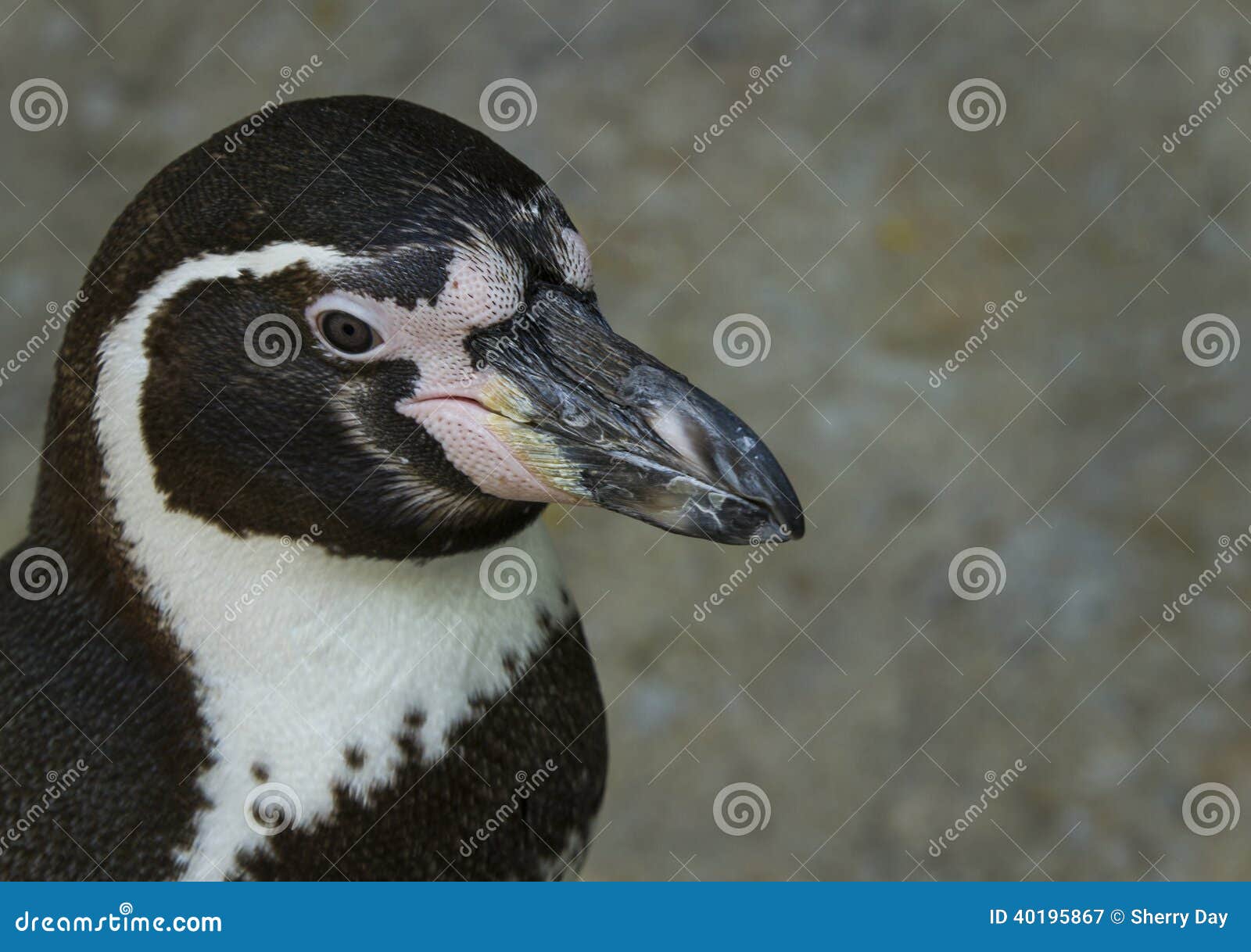Penguin Closeup stock image. Image of flightless, wings - 40195867