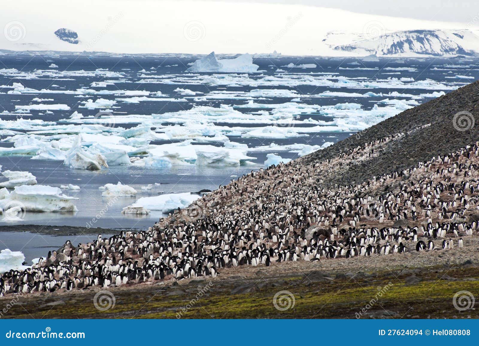 Bat Colony Royalty-Free Stock Photo | CartoonDealer.com #61601997