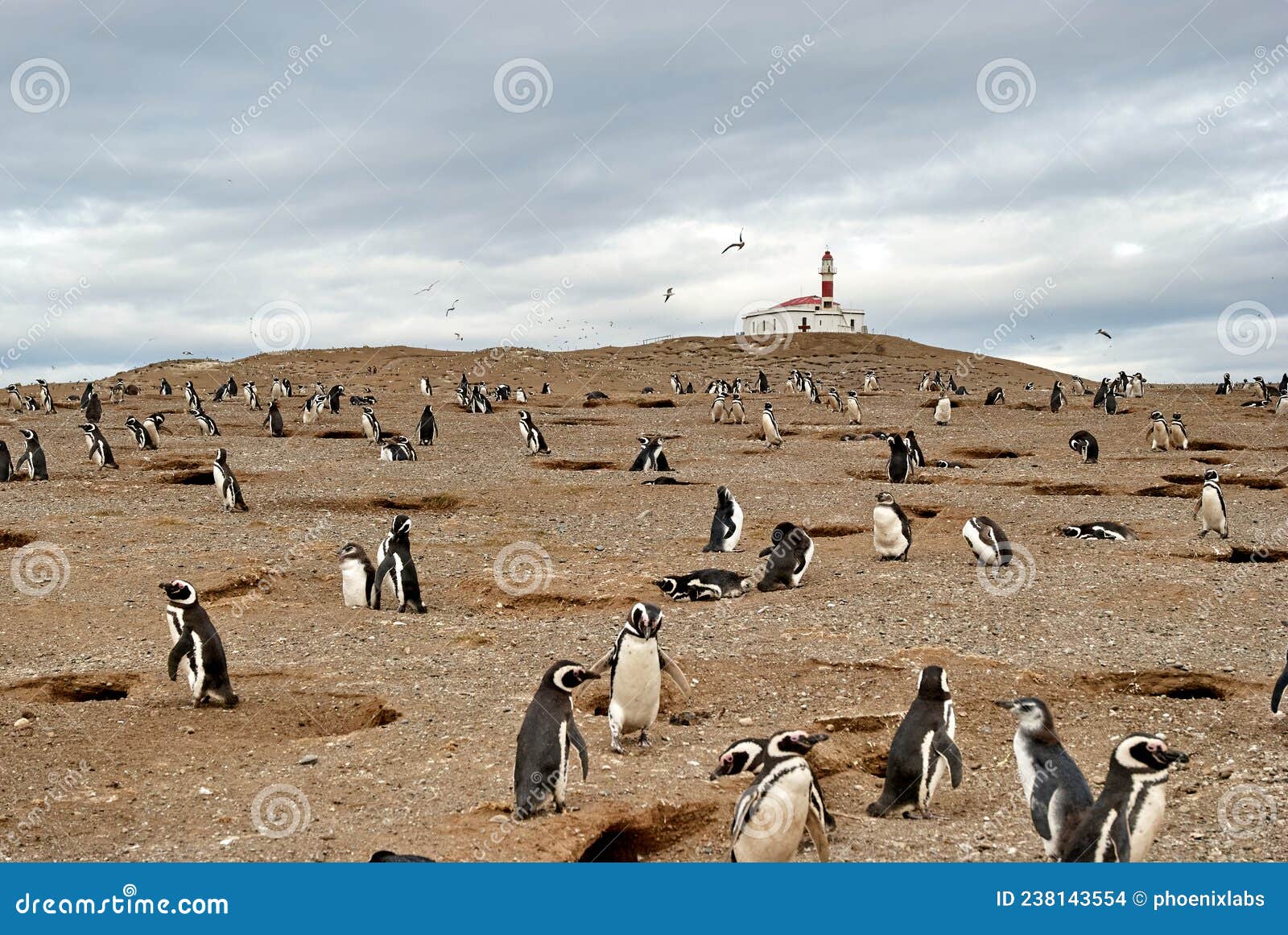Penguin Colony on Isla Magdalena Island, Chile Stock Photo - Image of ...