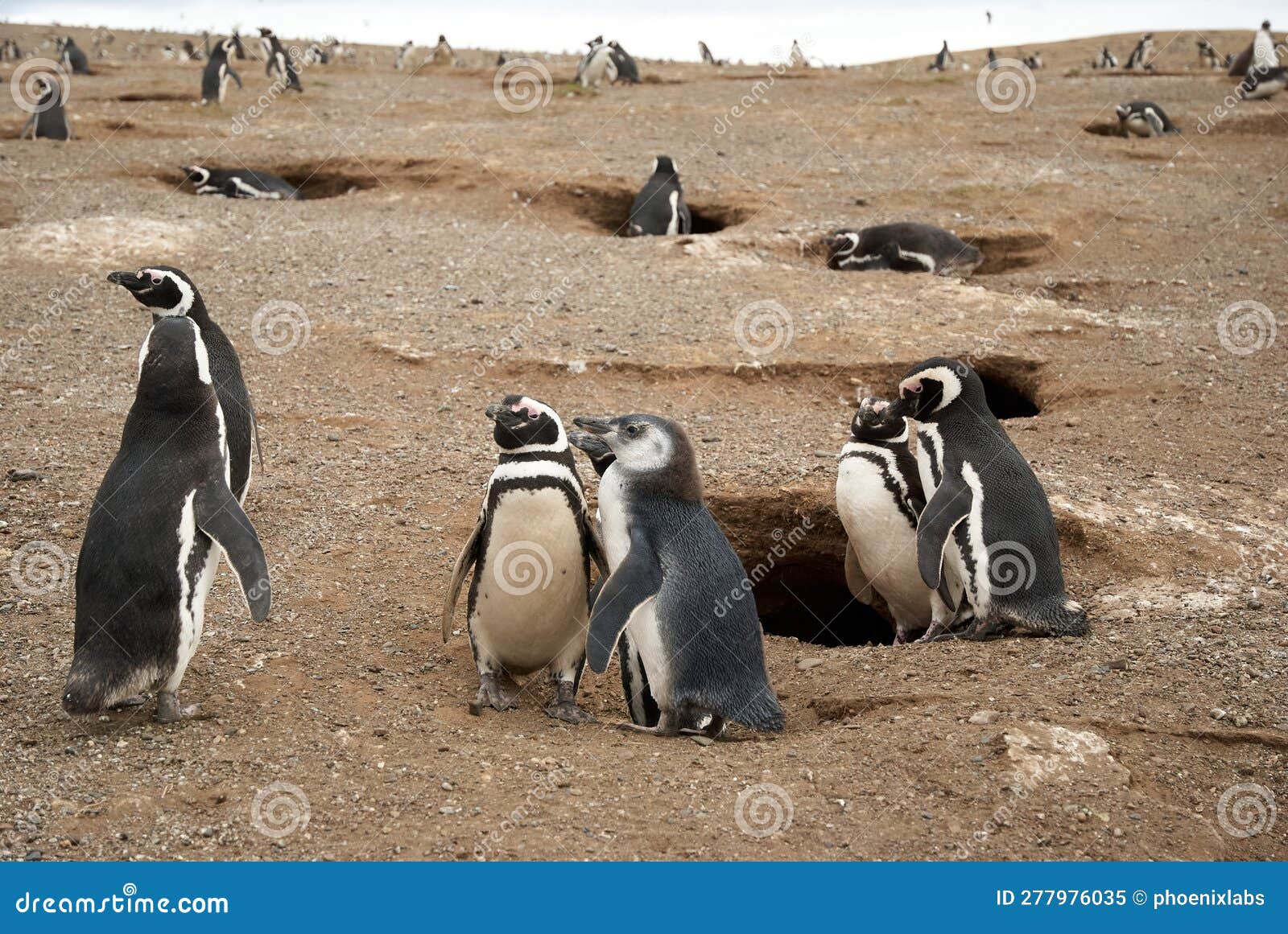 Penguin Colony on Isla Magdalena Island, Chile Stock Image - Image of ...
