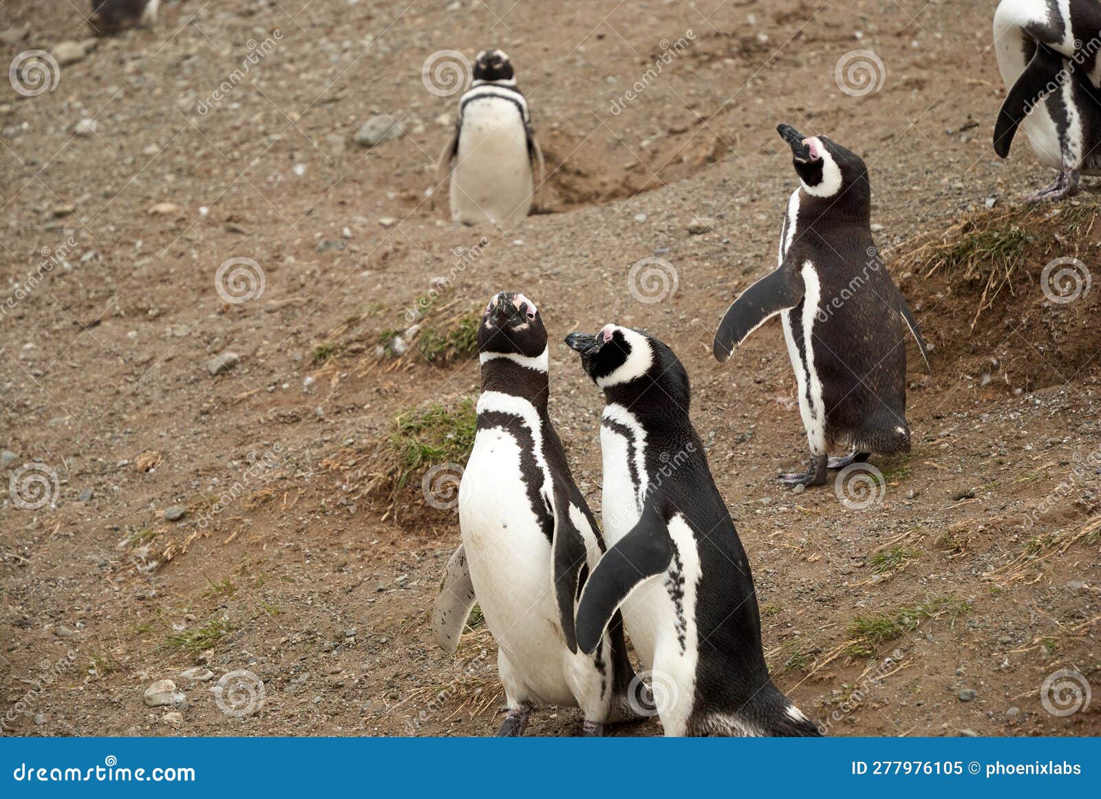 Penguin Colony on Isla Magdalena Island, Chile Stock Image - Image of ...