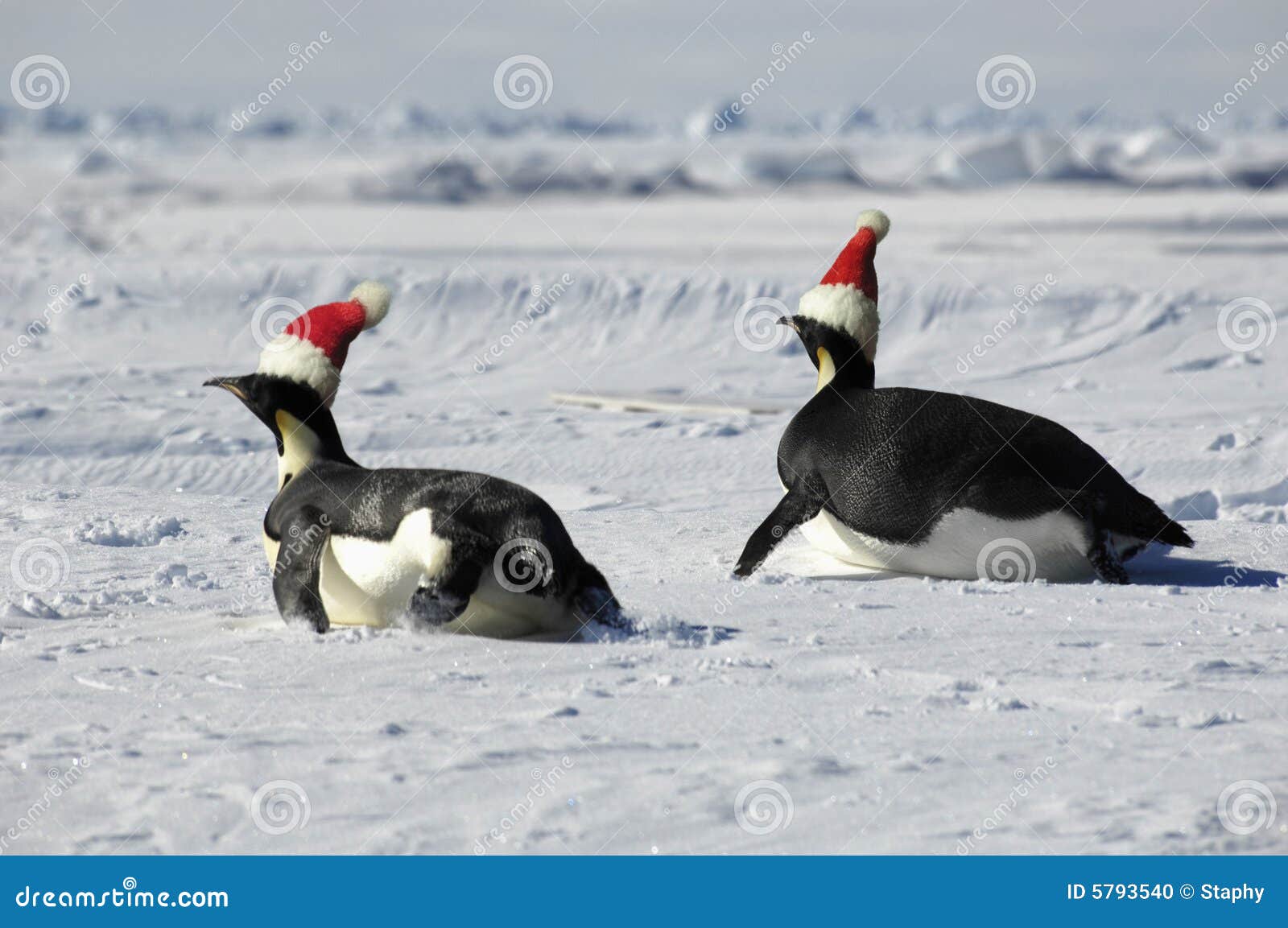 Penguin Couple at Christmas Day Stock Photo - Image of horizon, emperor ...