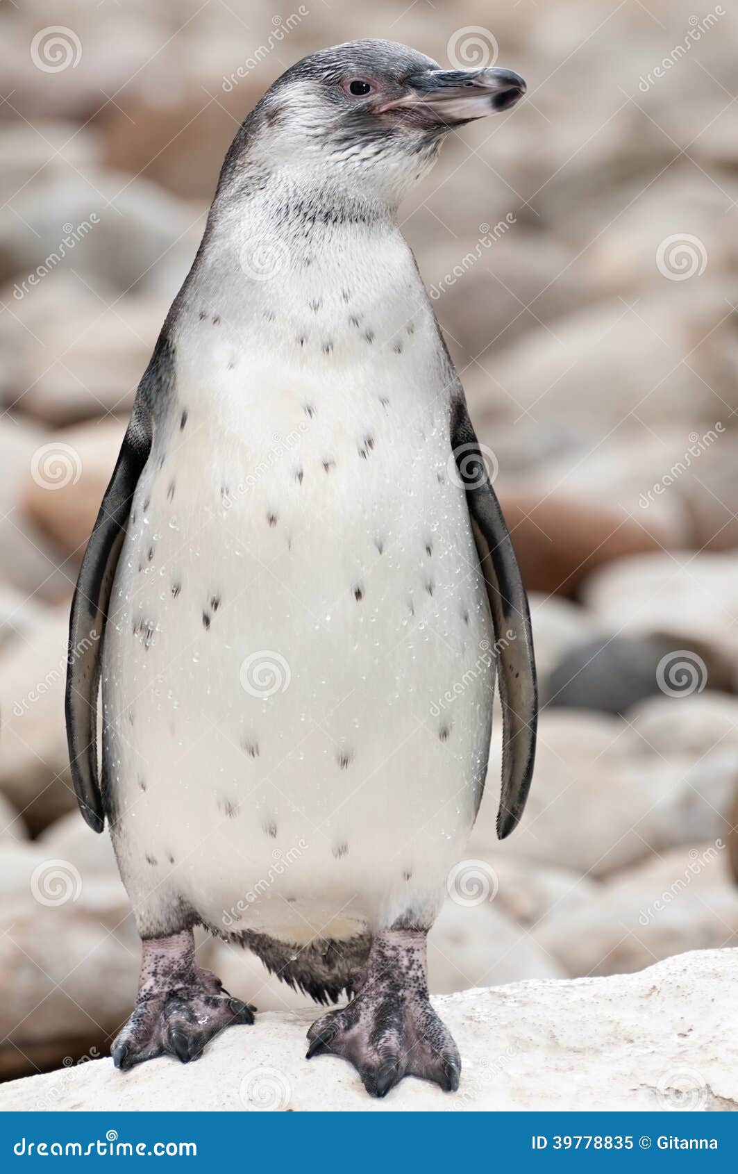 Penguin stock image. Image of portrait, animal, water - 39778835