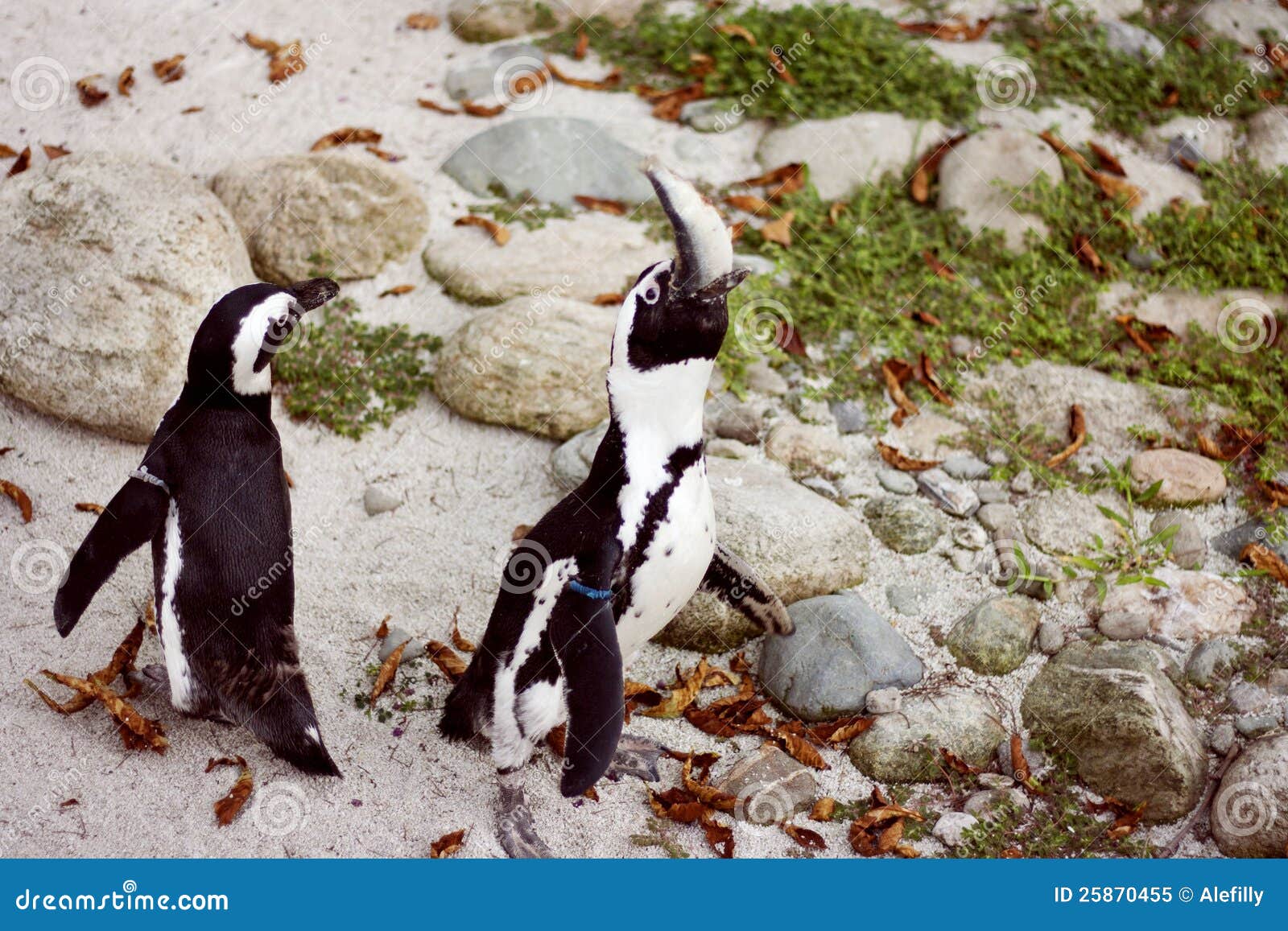 Penguin eat fish stock image. Image of fish, conservation - 25870455