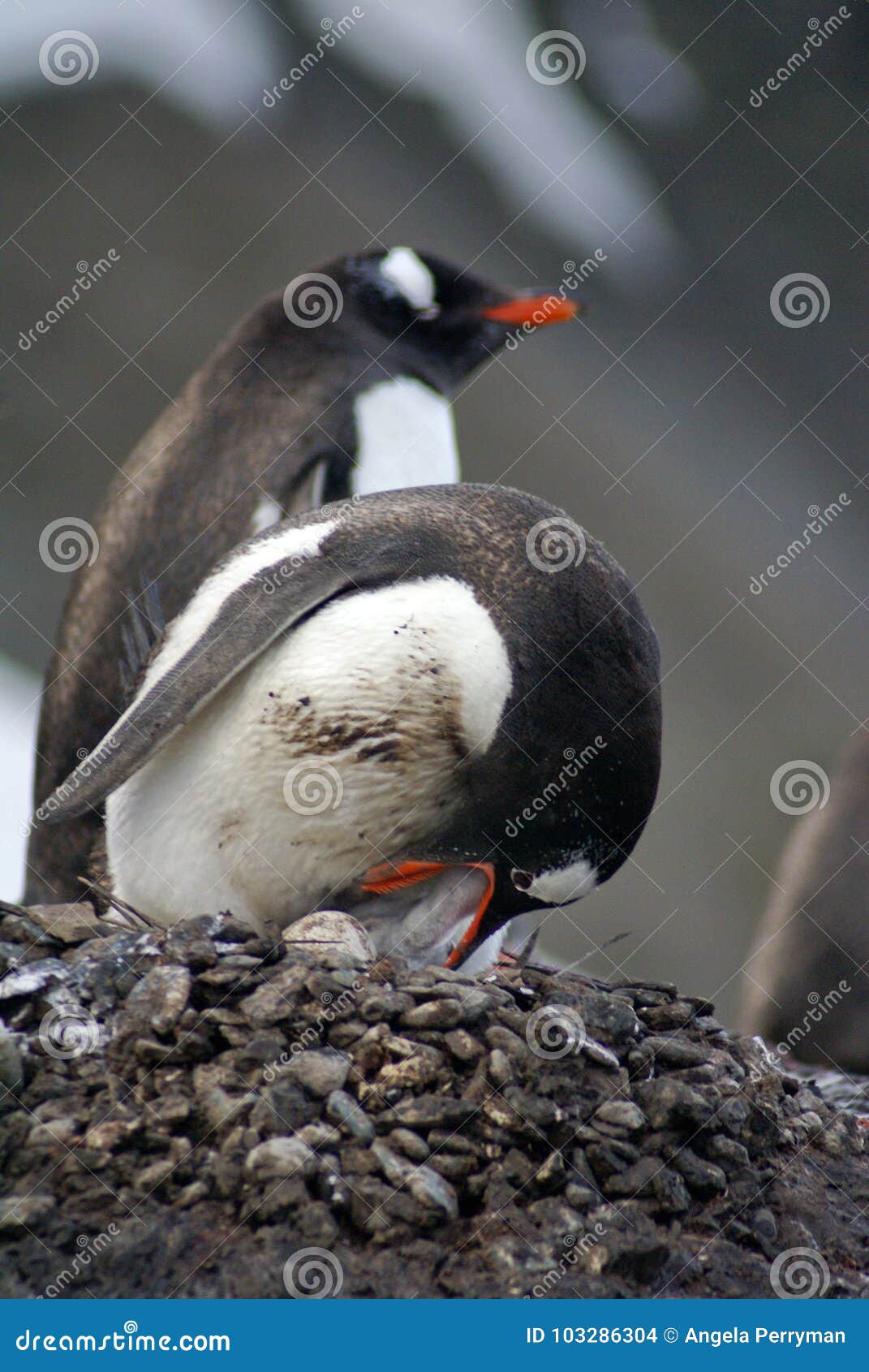 Penguin and Egg in Antarctica Stock Photo - Image of pebble, nest ...