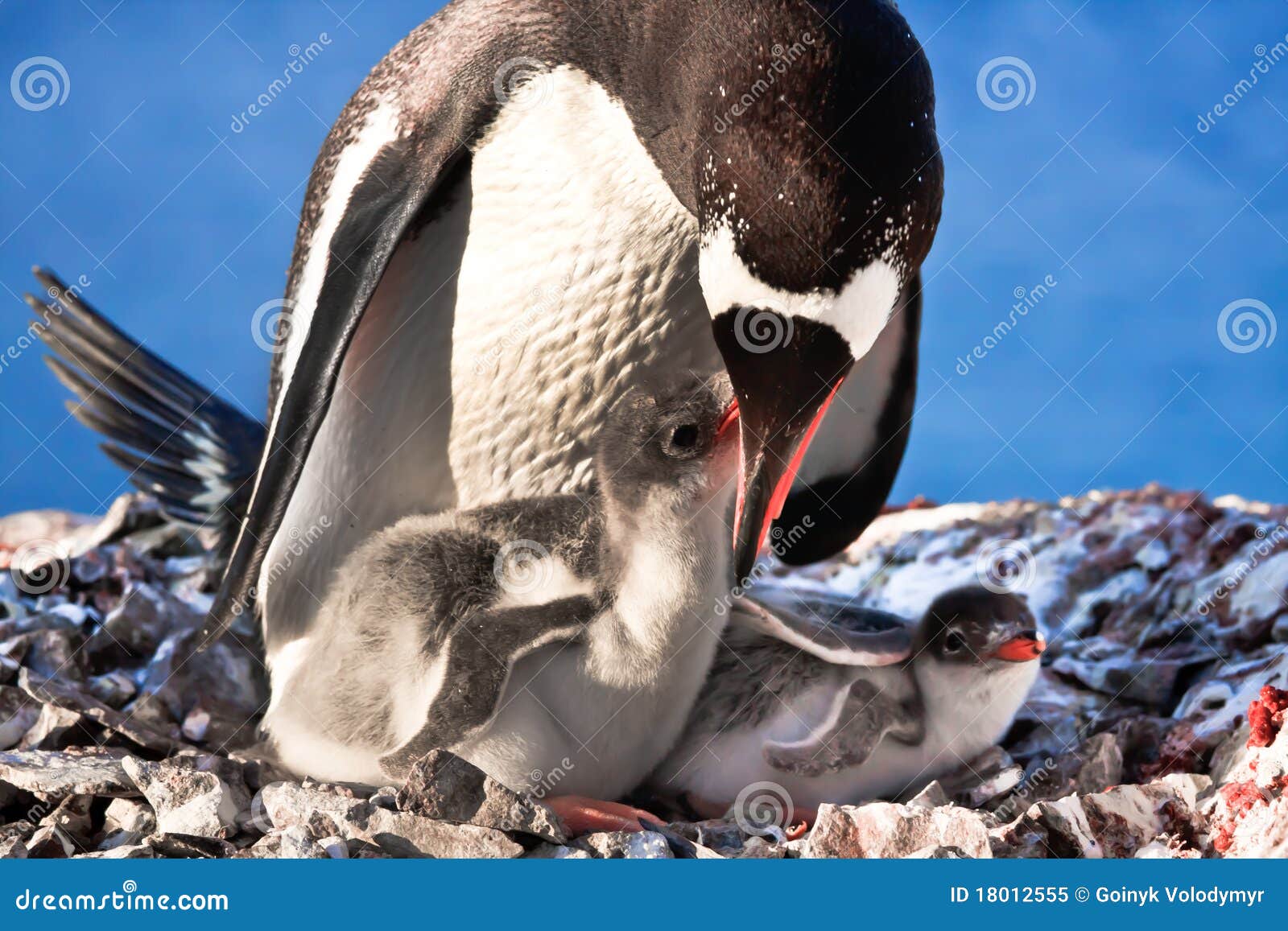 Penguin Family stock image. Image of love, look, feeding - 18012555