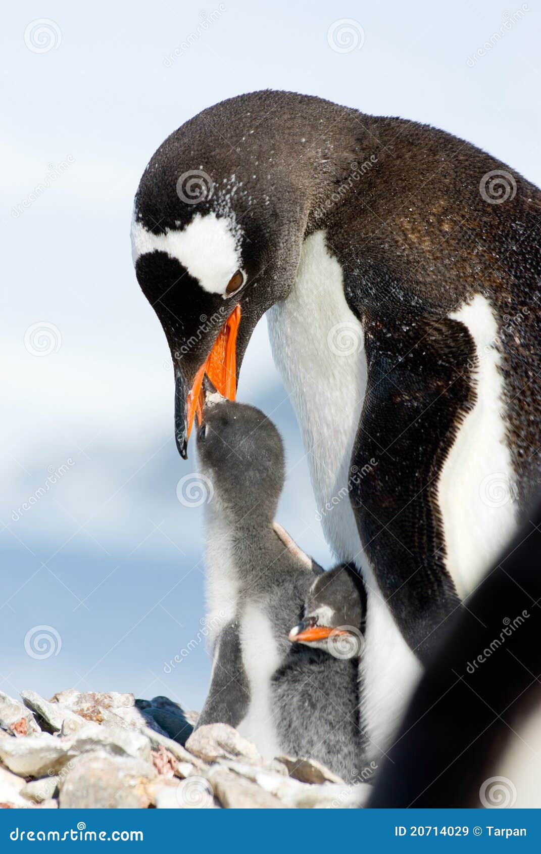 Penguin Family stock image. Image of attention, group - 20714029