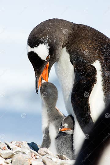 Penguin Family stock image. Image of attention, group - 20714029