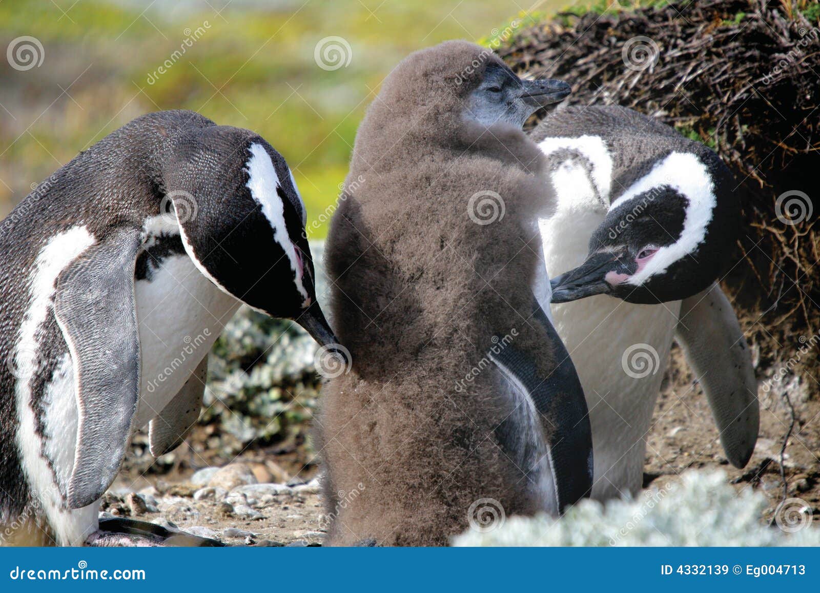 Penguin Family stock image. Image of gathering, animal - 4332139