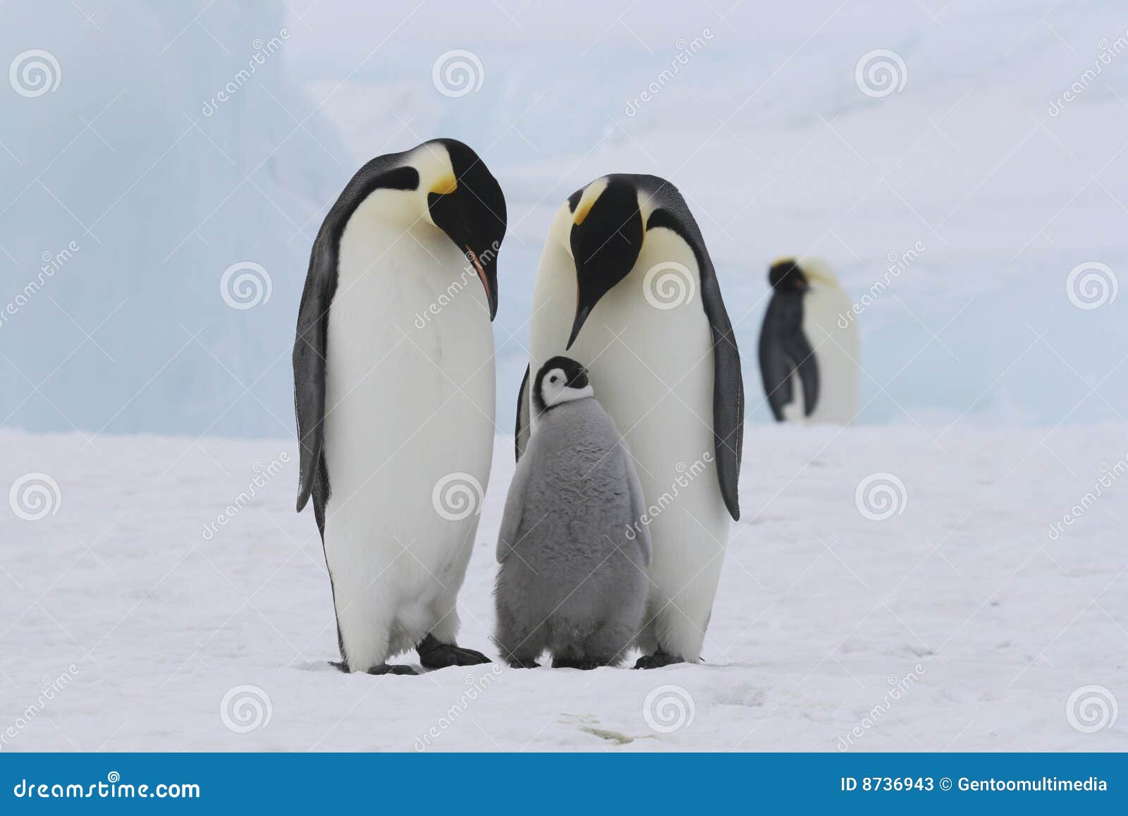 Penguin Family stock image. Image of antarctic, family - 8736943