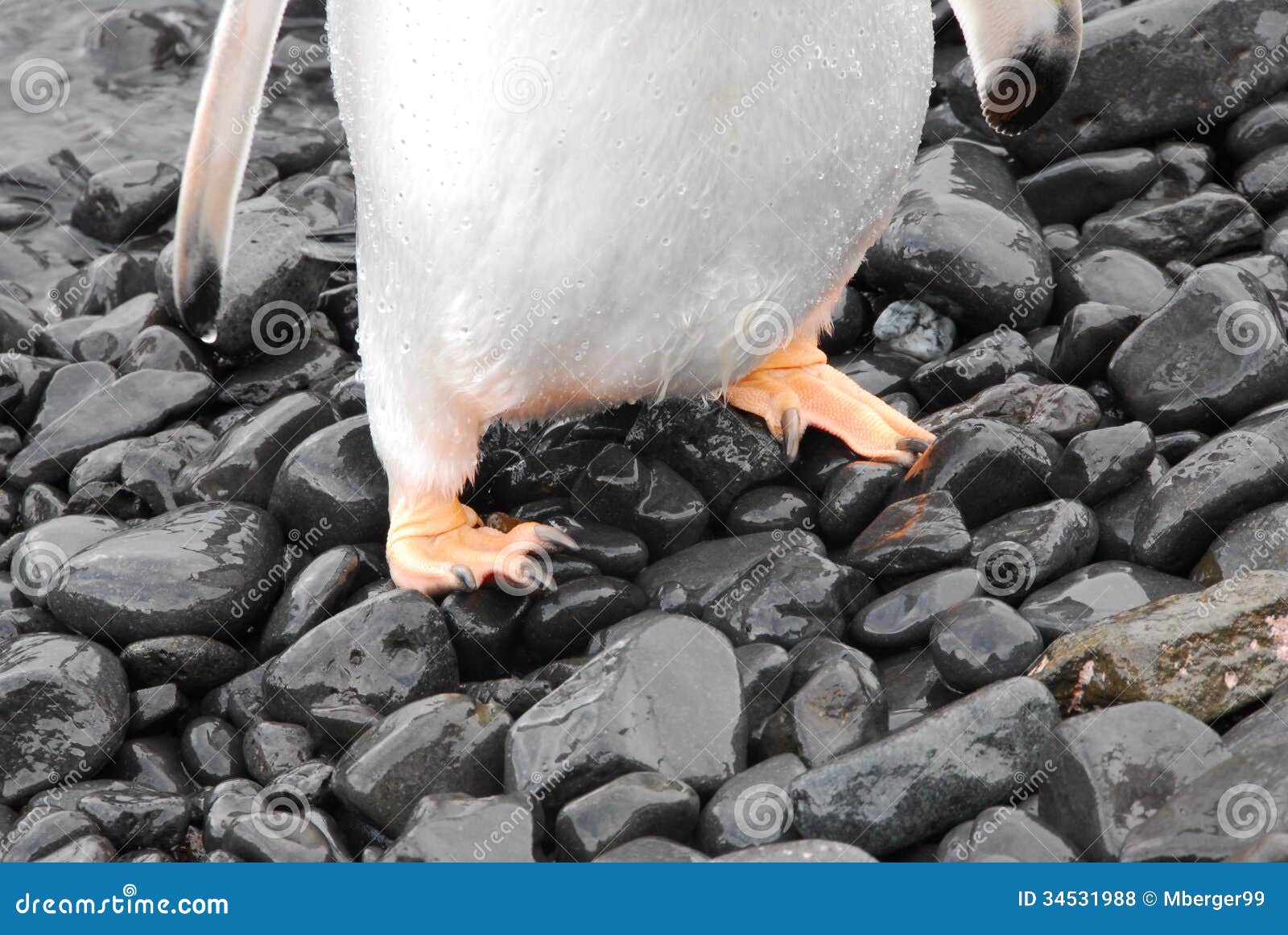 Penguin Feet stock photo. Image of life, gentoo, terrain - 34531988