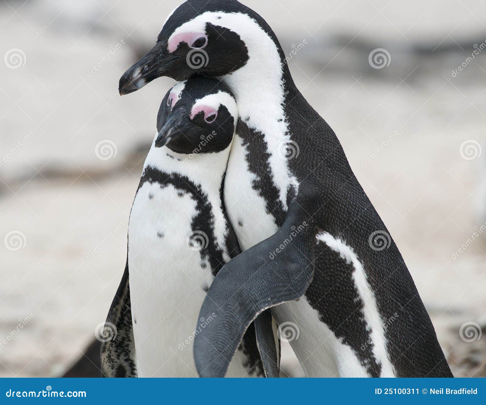 Penguin Fit stock image. Image of pair, penguins, african - 25100311