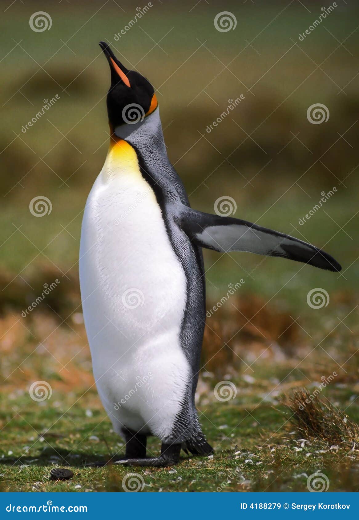 Penguin flight stock image. Image of animal, life, cool - 4188279