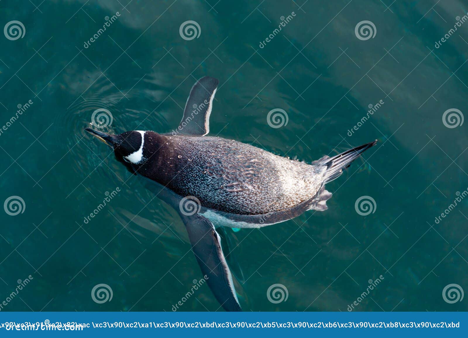 Penguin Floats on the Surface of Blue, Transparent Water Stock Image ...