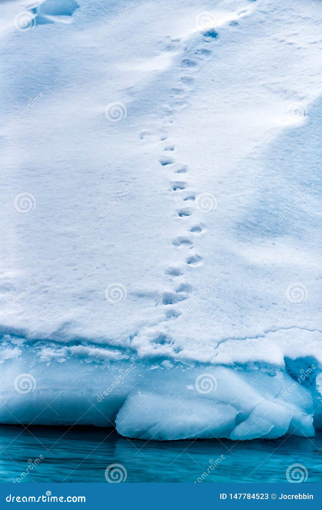 Penguin Footprints Stock Photos - Free & Royalty-Free Stock Photos from ...