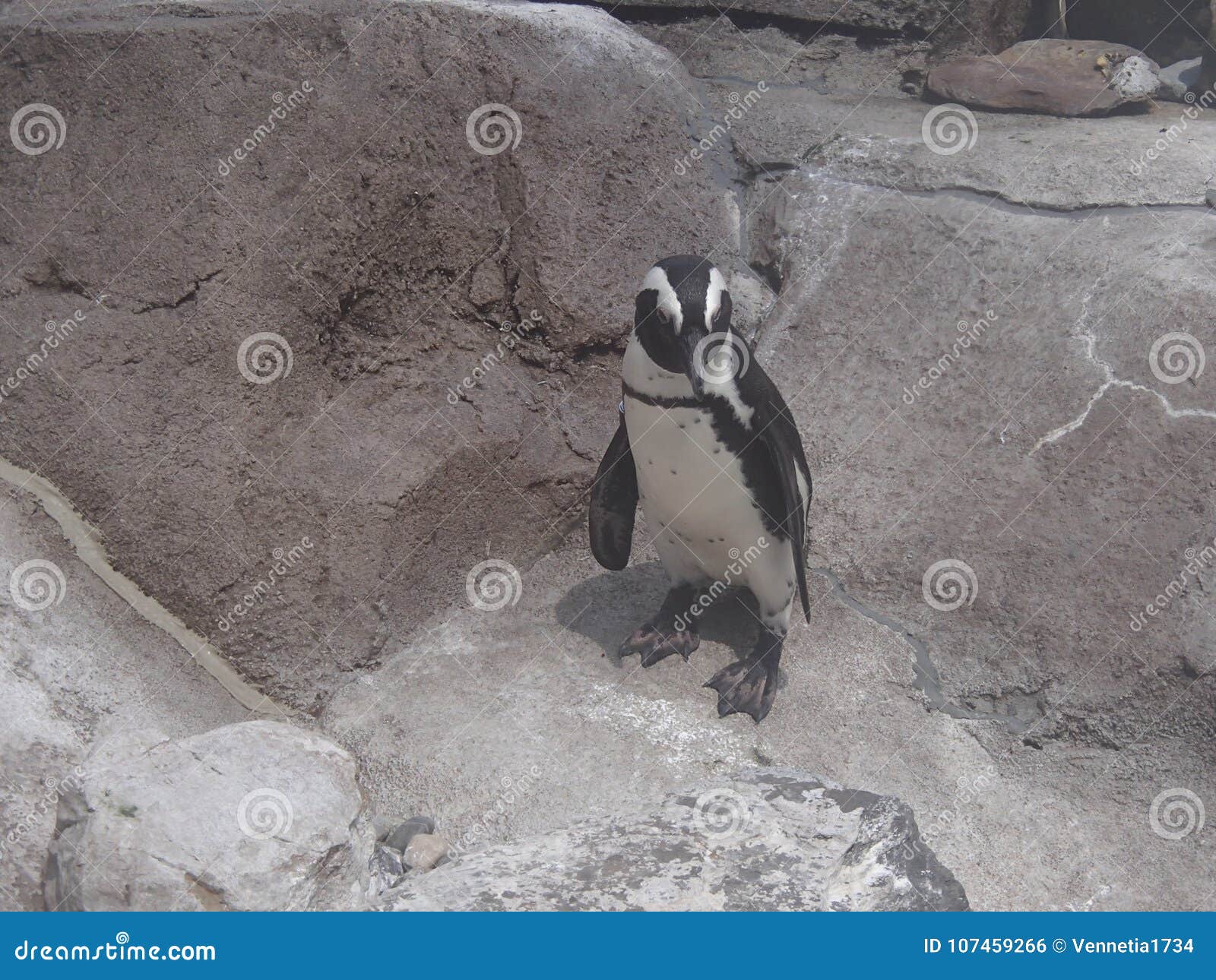 Penguin fun stock photo. Image of beak, fauna, cute - 107459266