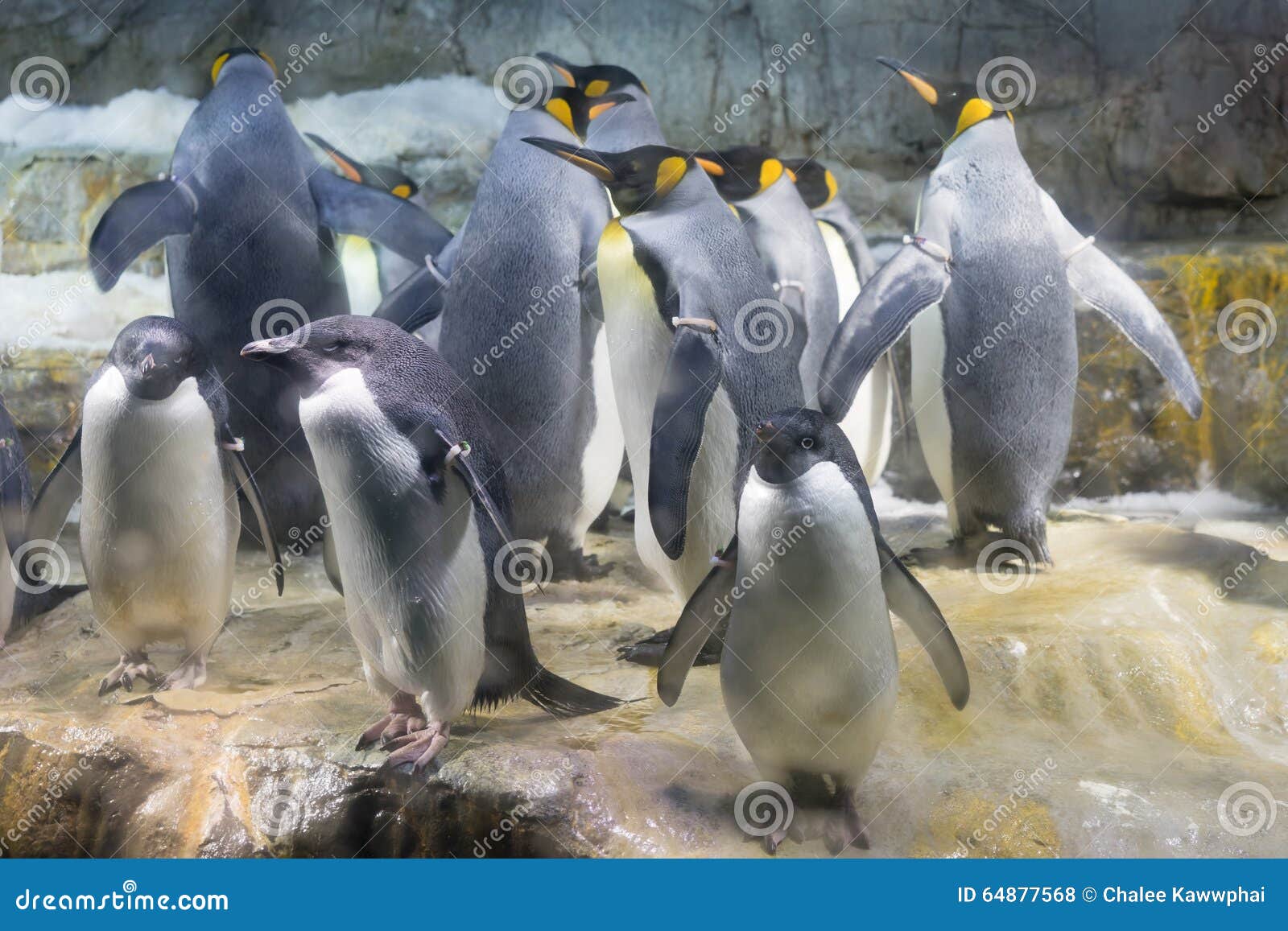 Penguin Gang stock photo. Image of beach, wildlife, colony - 64877568