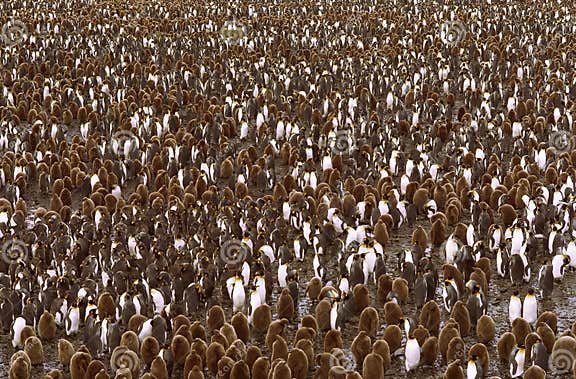 Penguin Ghetto stock photo. Image of salisbury, georgia - 19006