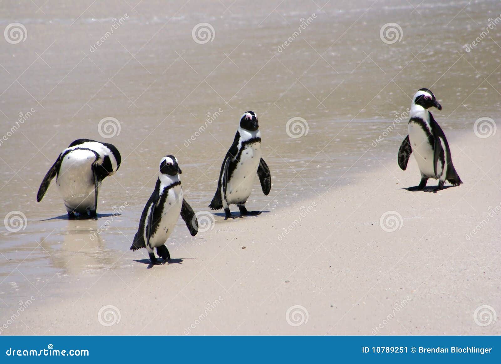 Penguin group stock image. Image of black, water, penguins - 10789251