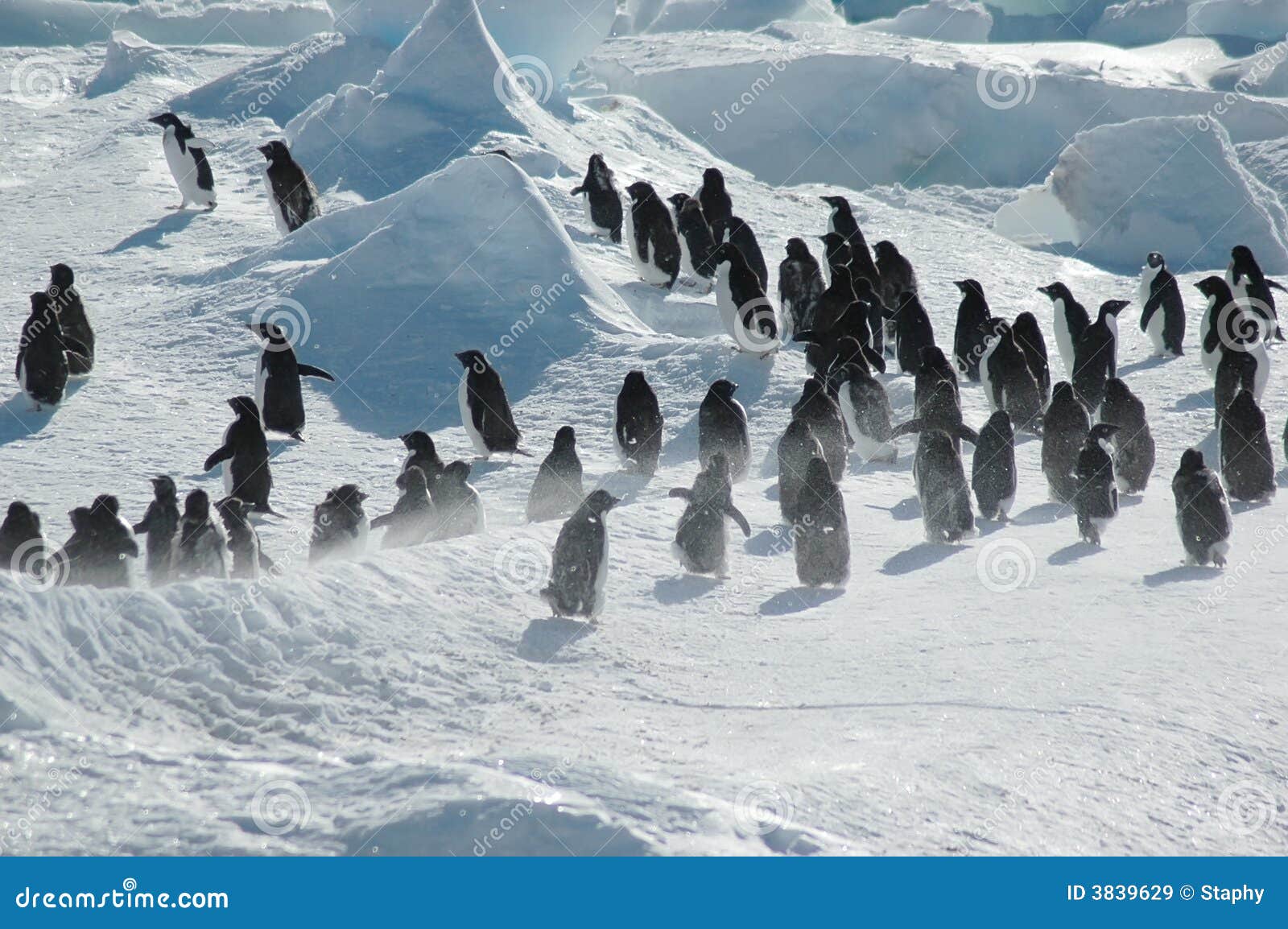 Penguin group stock image. Image of global, exploring - 3839629