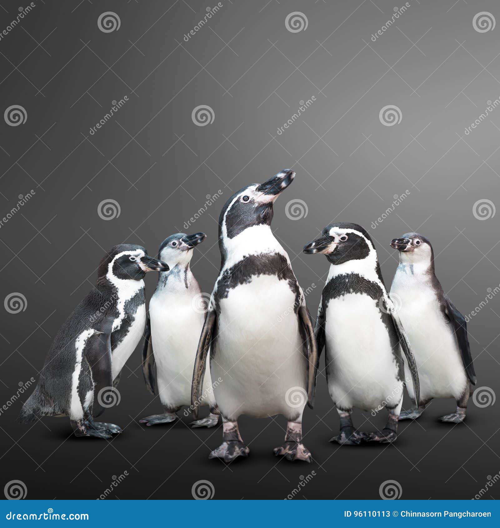 Penguin group stock image. Image of wildlife, bird, white - 96110113