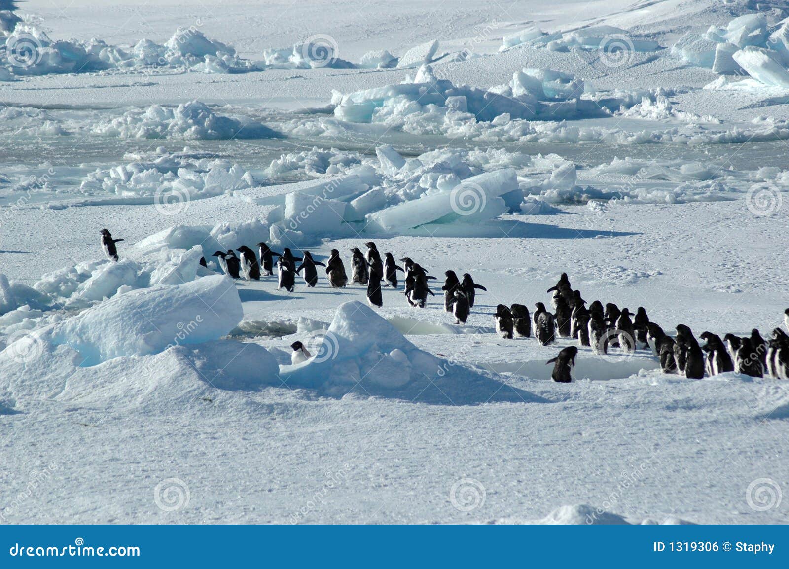 Penguin group leader stock photo. Image of adelie, adventure - 1319306
