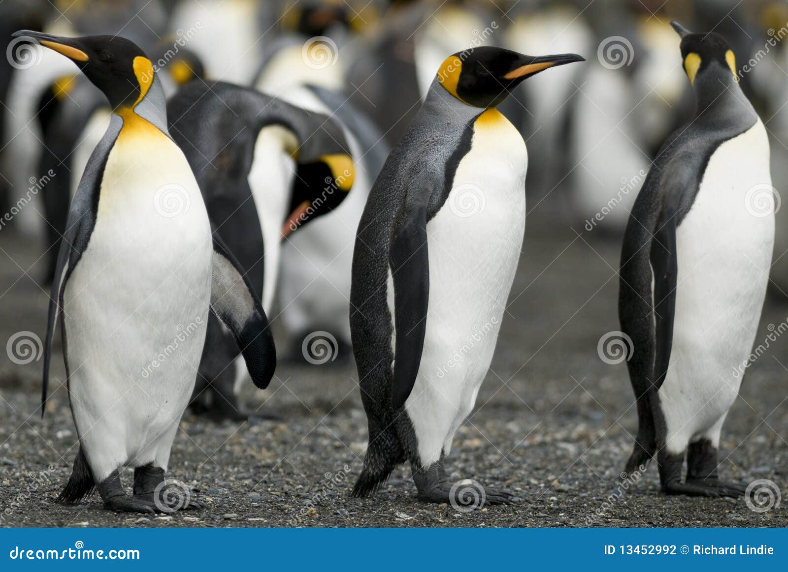 Penguin Guards stock photo. Image of defense, watchmen - 13452992