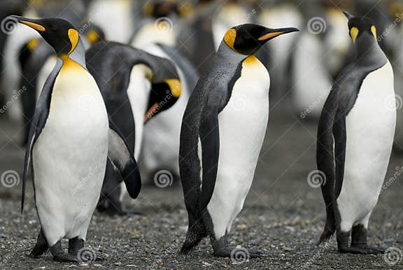 Penguin Guards stock photo. Image of defense, watchmen - 13452992