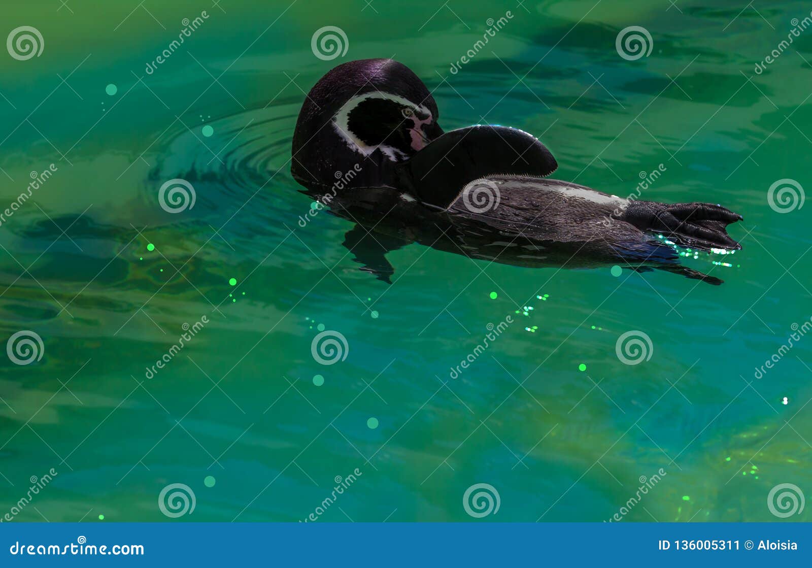 A Penguin is Having a Good Time in the Spa. Stock Image - Image of ...
