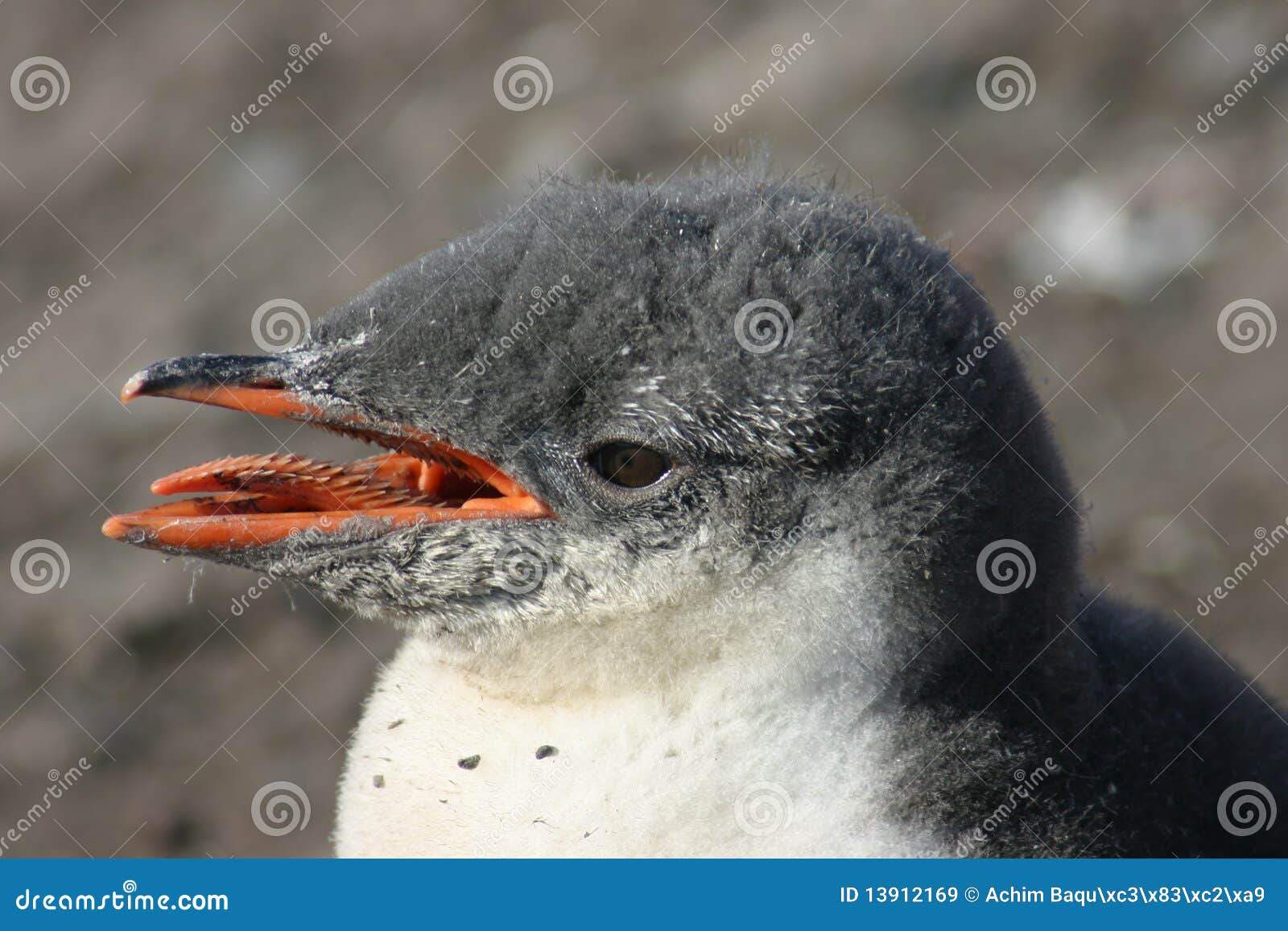 Penguin head stock image. Image of climate, ocean, shelf - 13912169