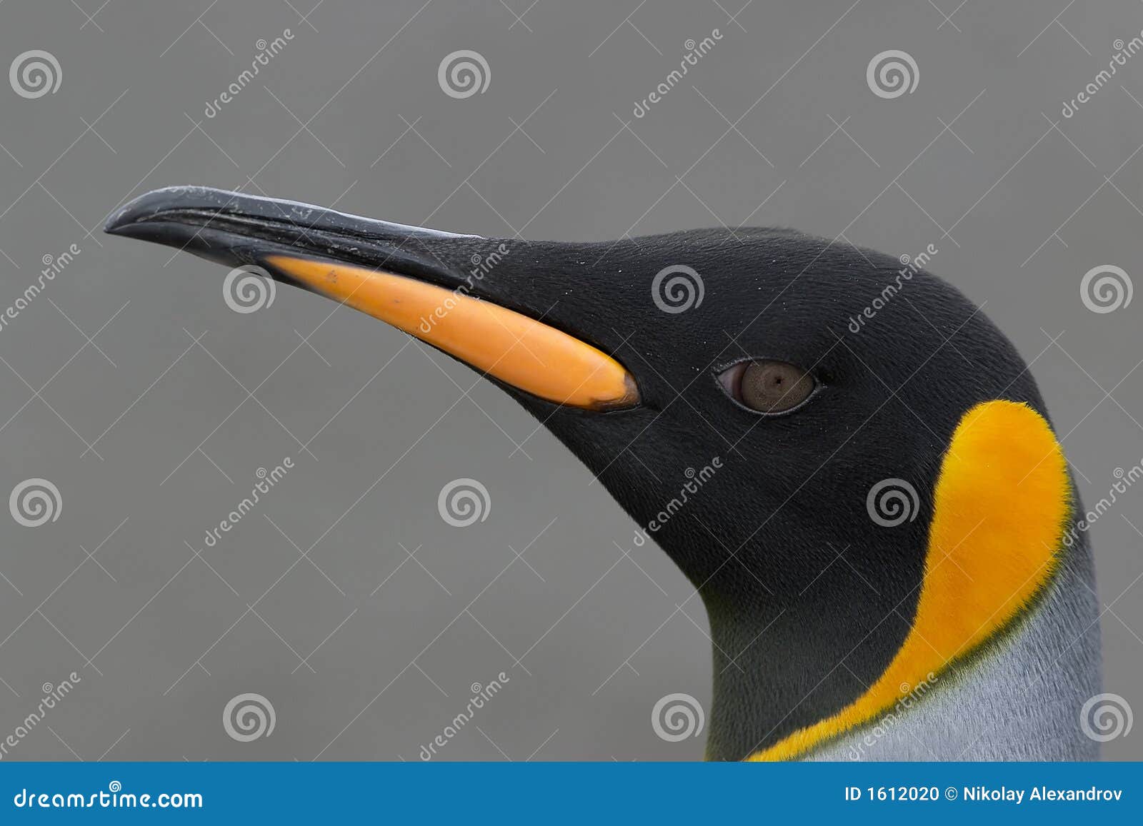 Penguin head stock photo. Image of flue, postcard, penguin - 1612020