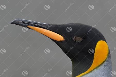 Penguin head stock photo. Image of flue, postcard, penguin - 1612020