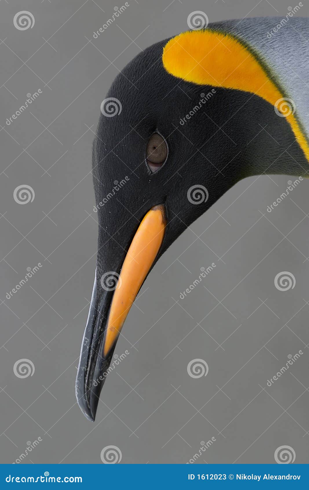 Penguin head stock image. Image of exotic, flue, scenic - 1612023