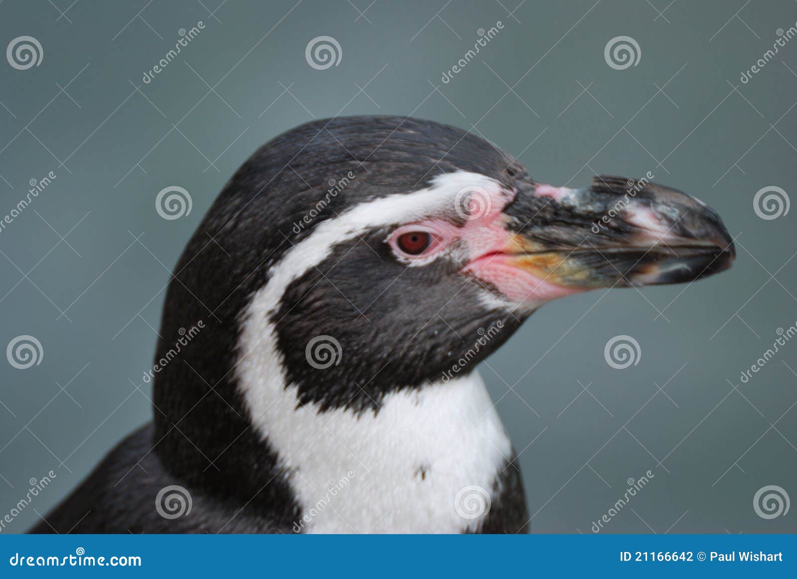 Penguin Head stock photo. Image of beak, portait, bird - 21166642