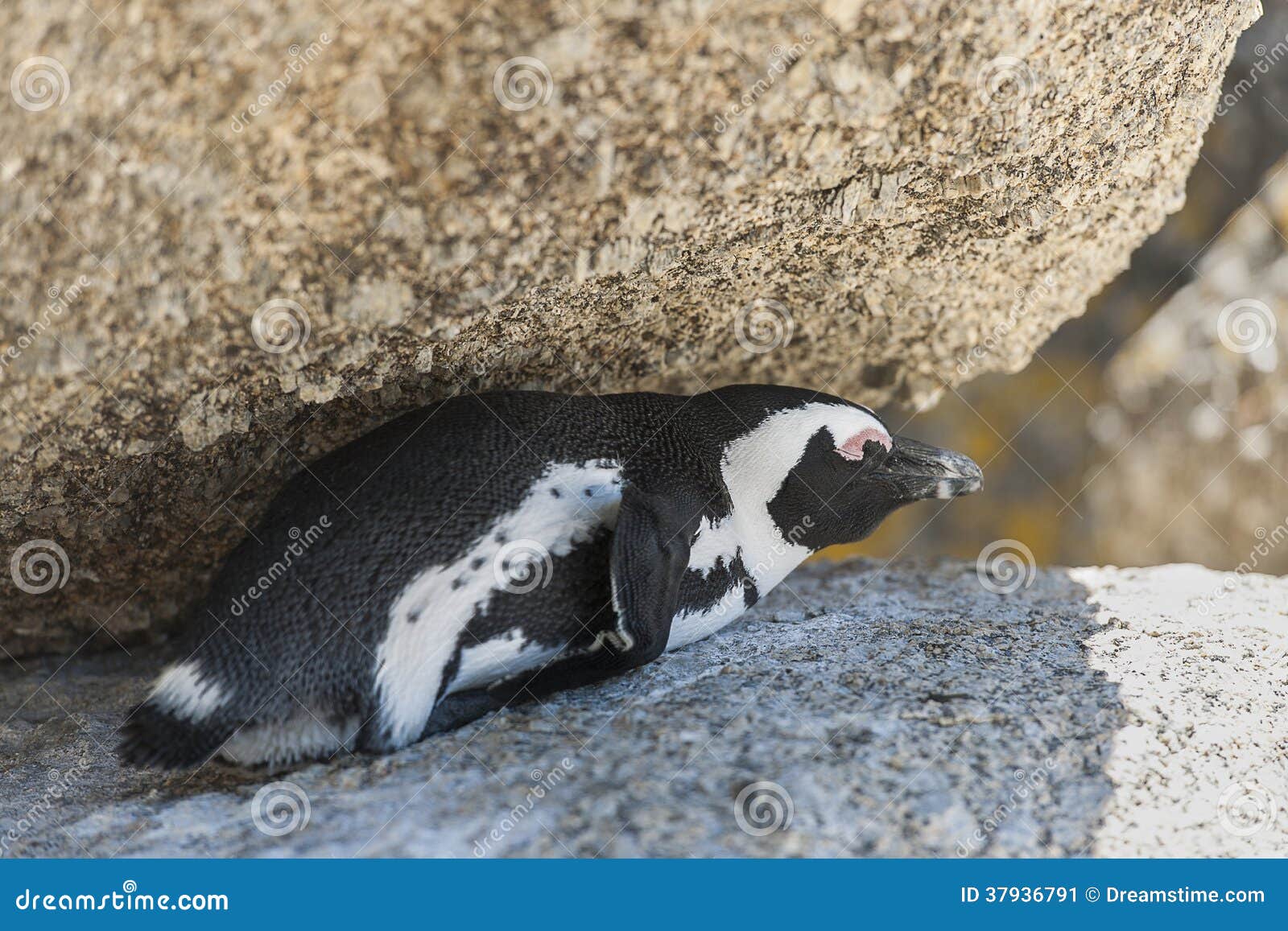 Penguin Hiding in the Boulders Stock Image - Image of african, tourism ...