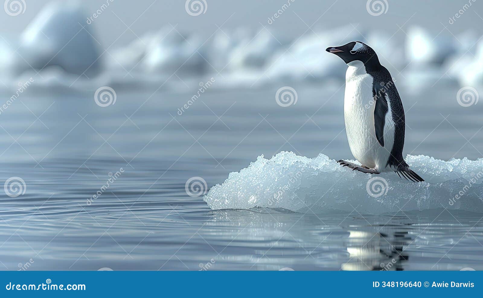 Penguin on an Ice Floe in the Water Stock Photo - Image of wild, polar ...