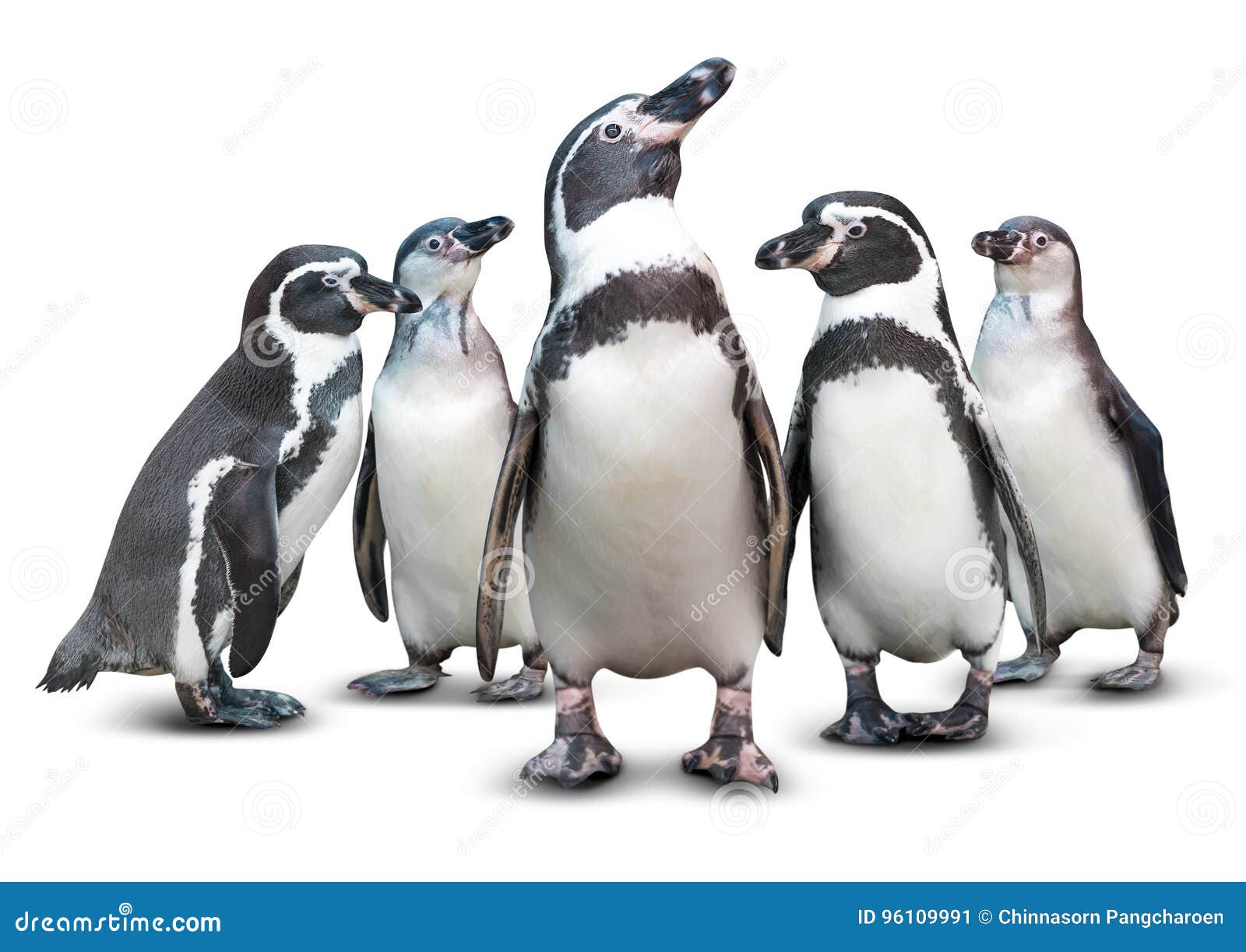 Penguin isolated stock image. Image of friend, wild, group - 96109991
