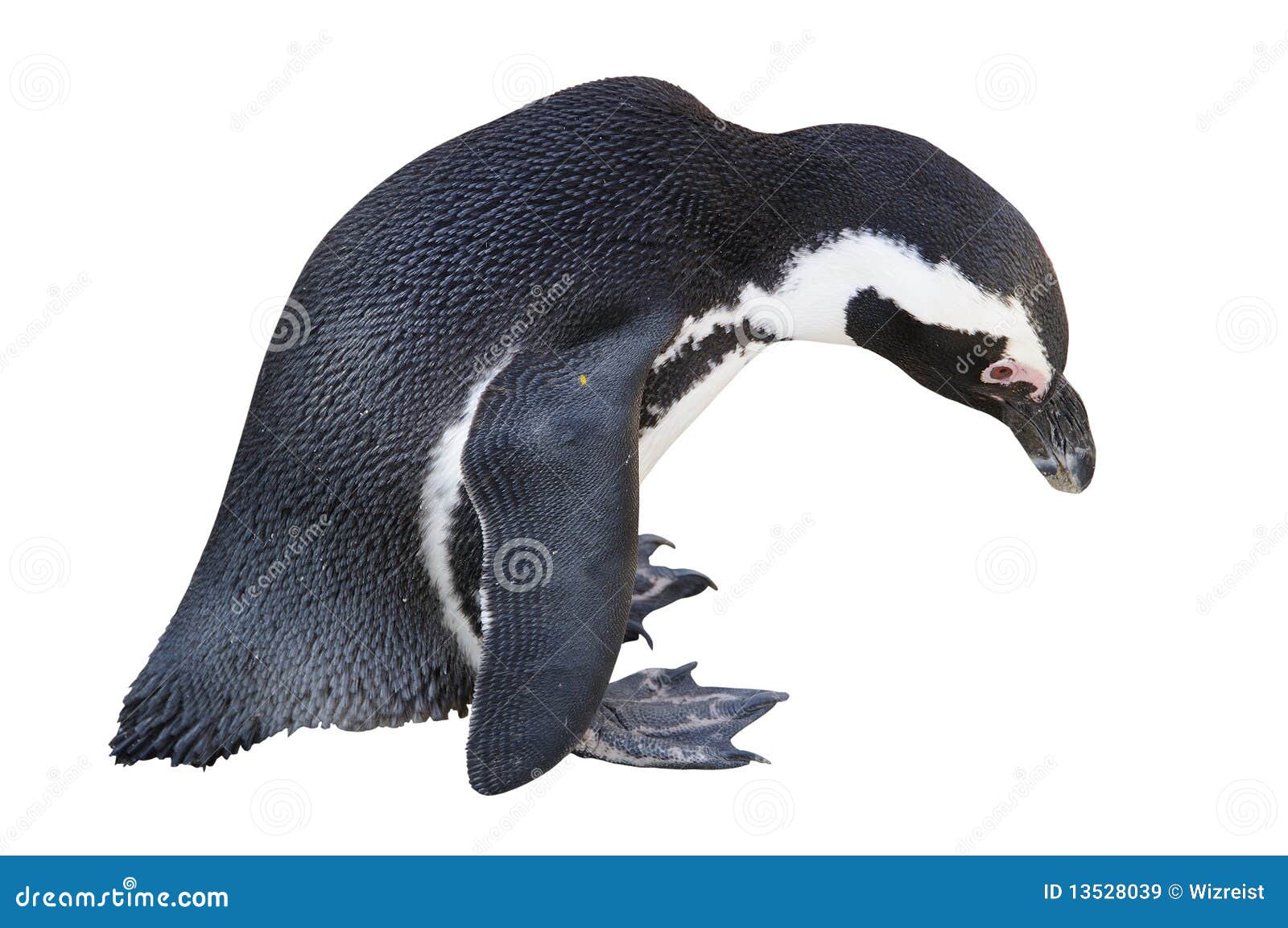 Penguin Isolated on White stock image. Image of looking - 13528039