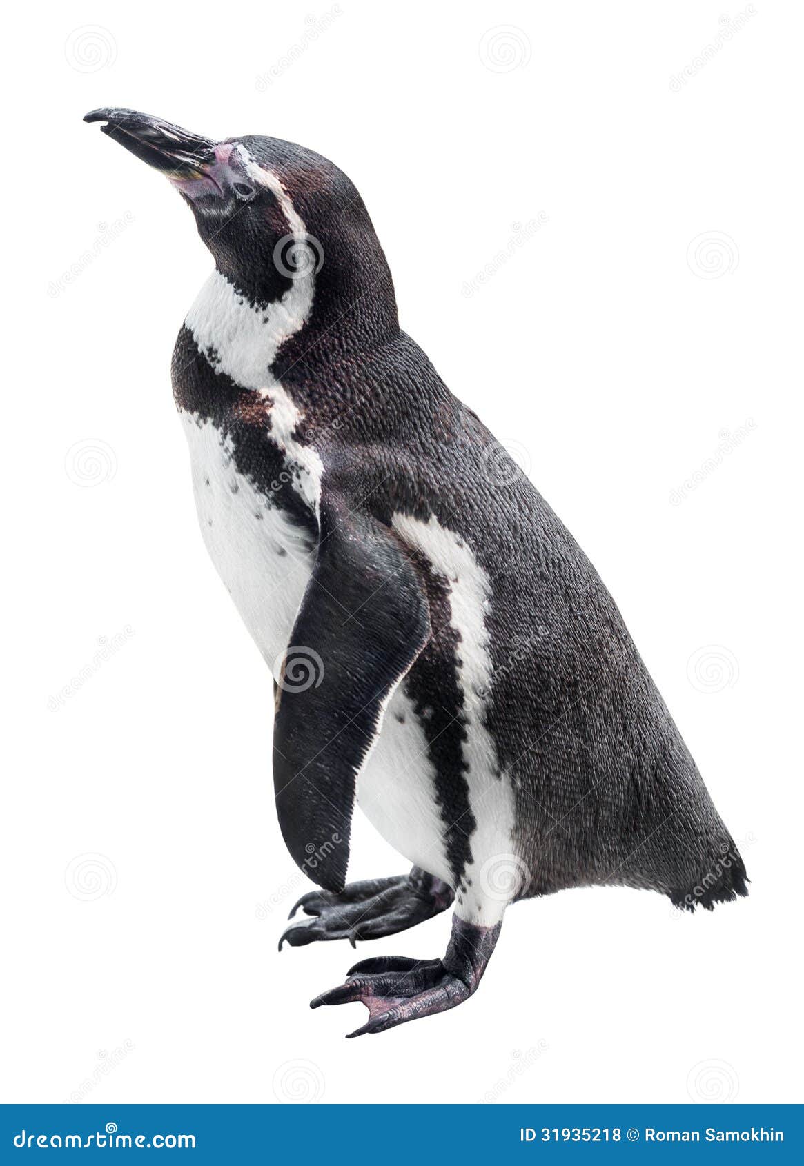 Penguin Isolated on a White Stock Photo - Image of head, america: 31935218