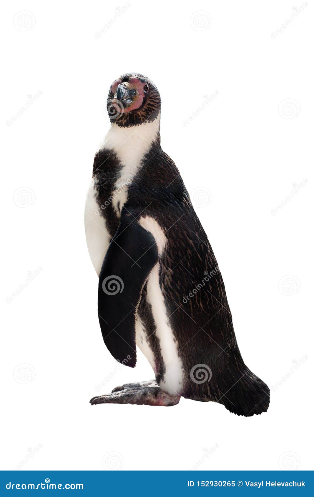 Penguin isolated on white stock image. Image of arctic - 152930265