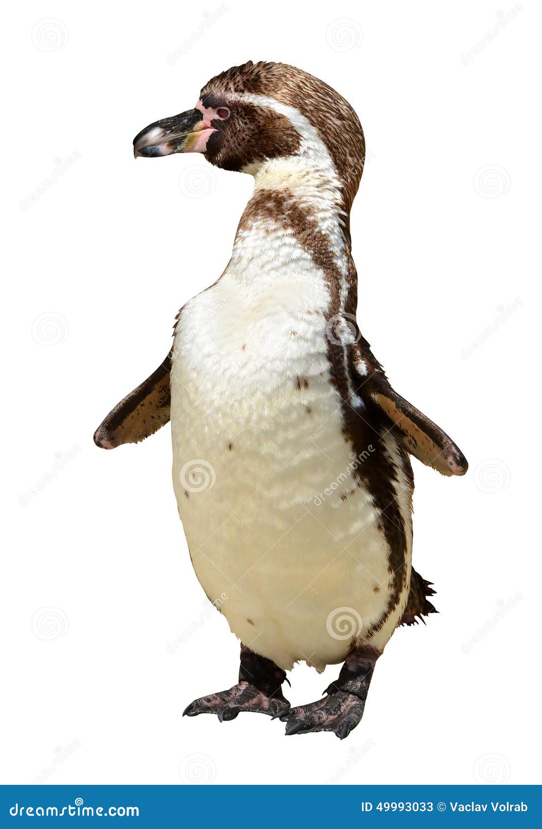 Penguin stock image. Image of wilderness, wildlife, antarctic - 49993033