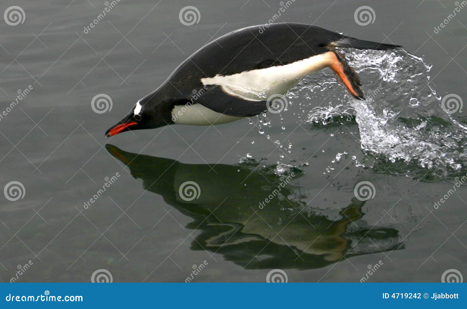Penguin Jumping stock photo. Image of penguin, antarctica - 4719242