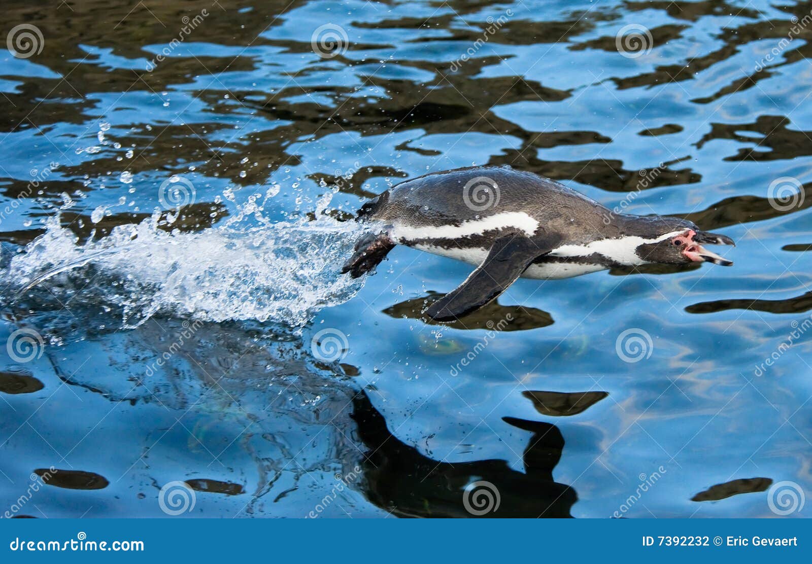 Penguin jumping stock photo. Image of pinguin, marine - 7392232