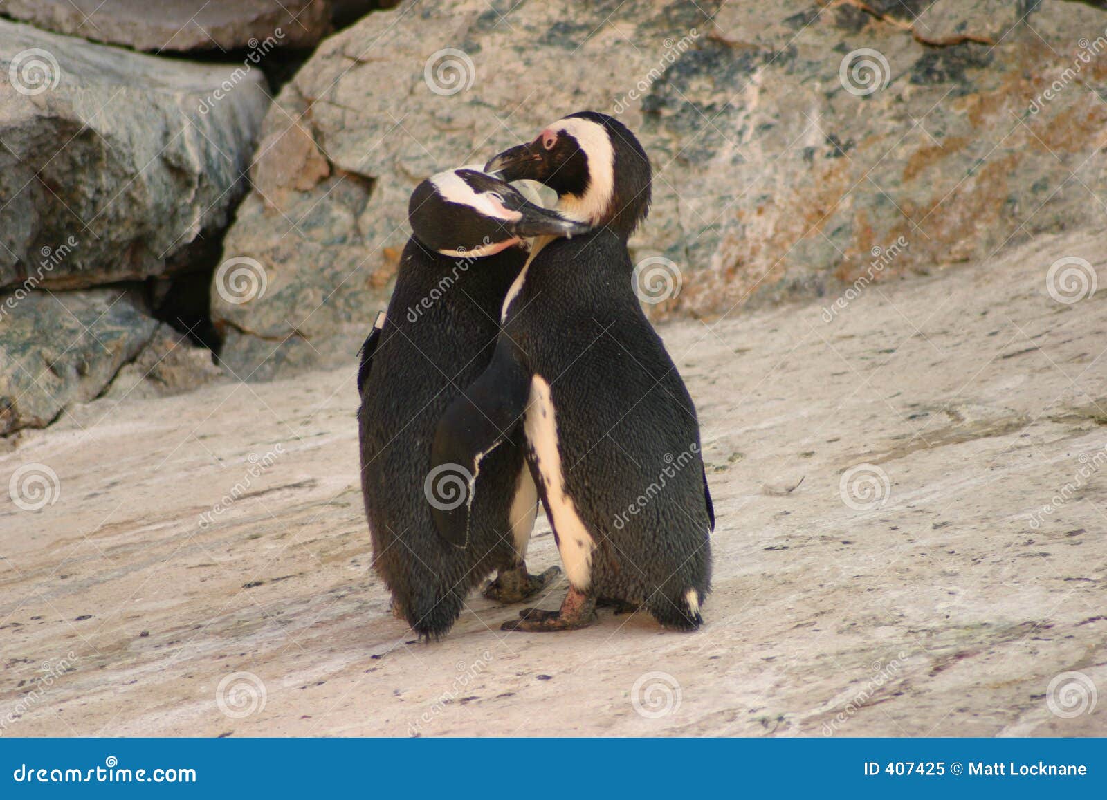 Penguin Kisses stock image. Image of cuddle, camaraderie - 407425