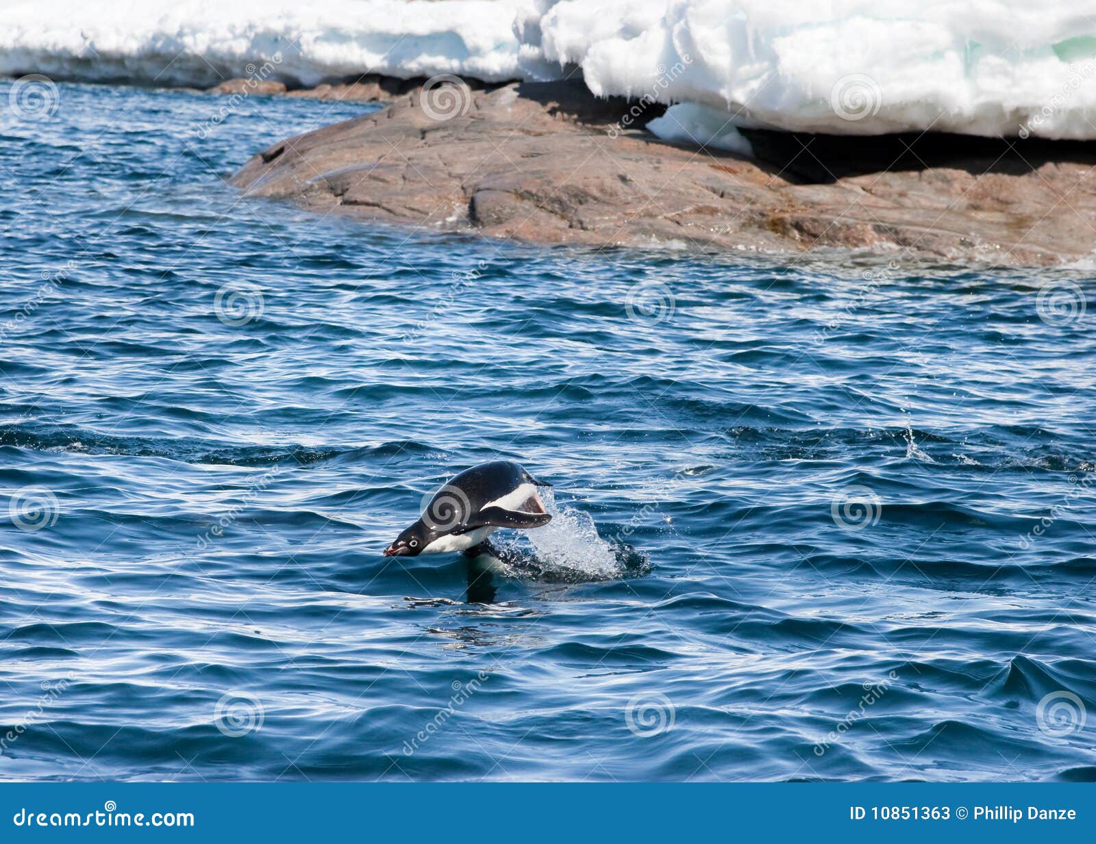 Penguin Leaping Out of Water Stock Image - Image of penguin, adelie ...