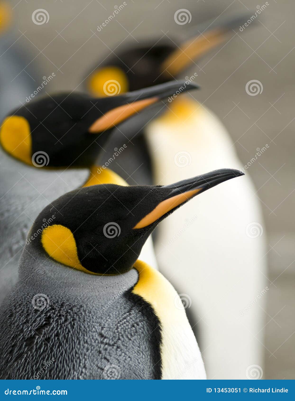 Penguin Line Up stock image. Image of heads, line, animals - 13453051